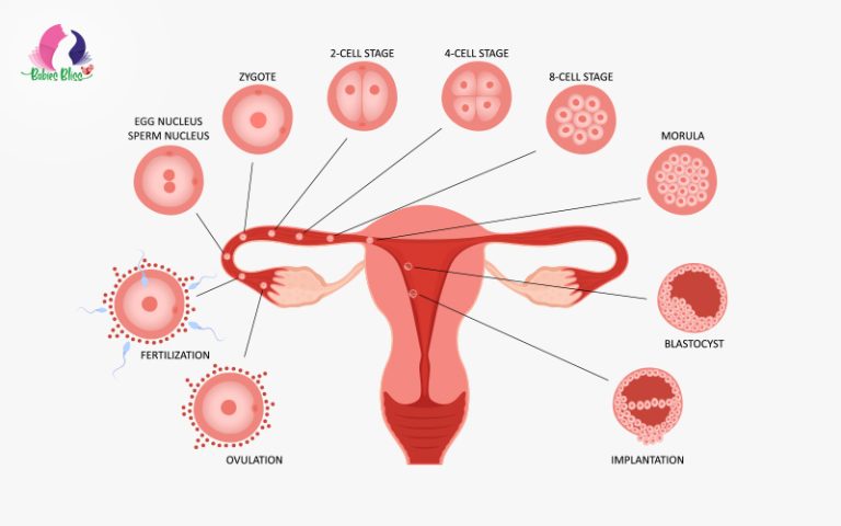 What You Should Know about Anovulation: Causes, Symptoms and Treatment ...